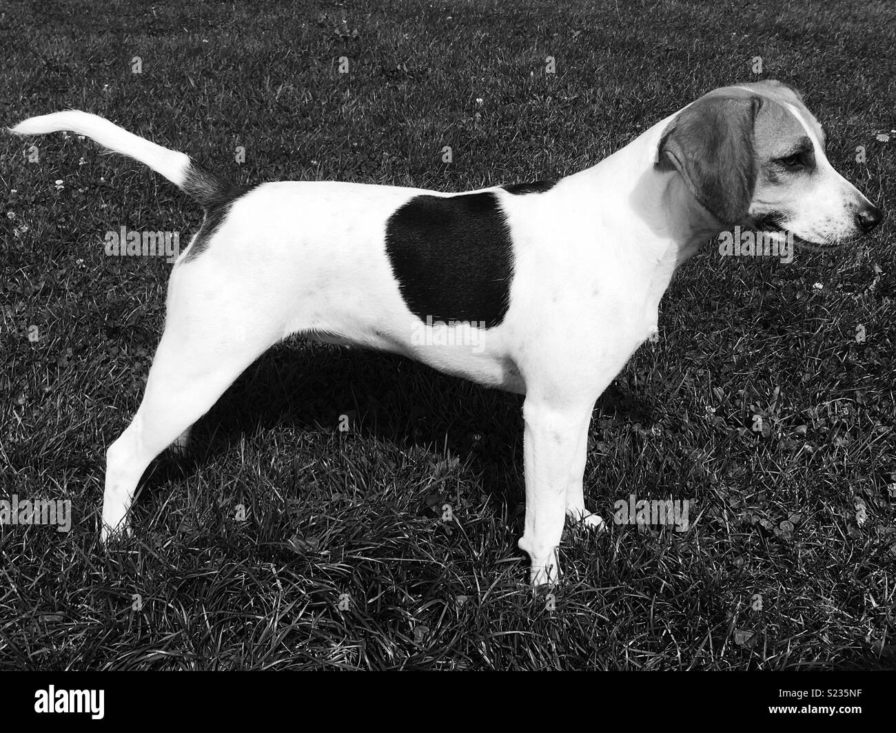 Black and white hound Black and White Stock Photos & Images - Alamy