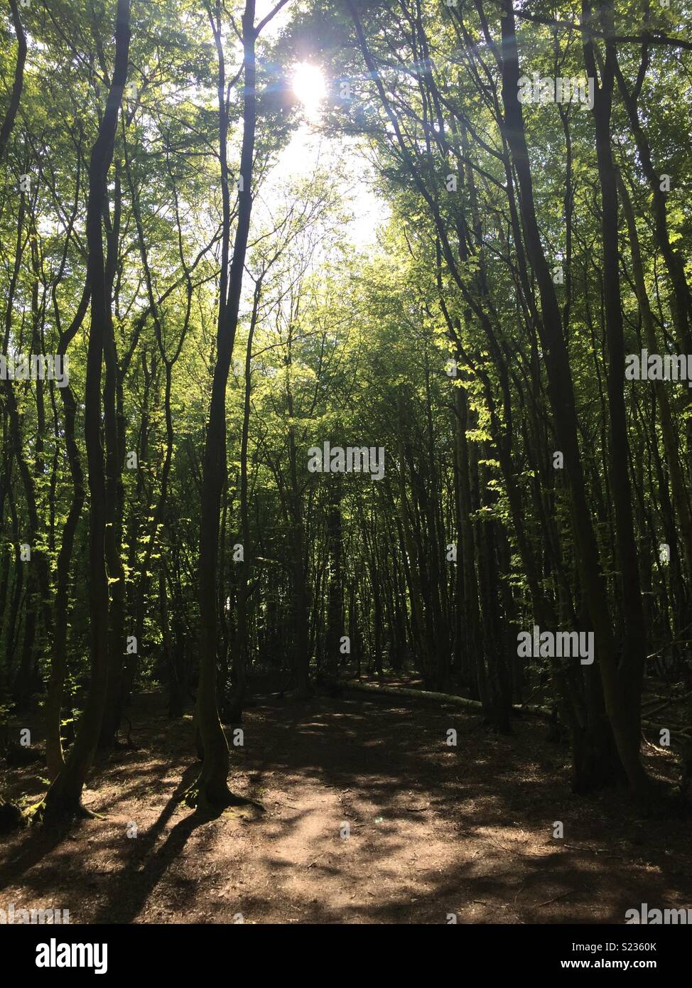 Sun Dappled Woods High Resolution Stock Photography and Images - Alamy