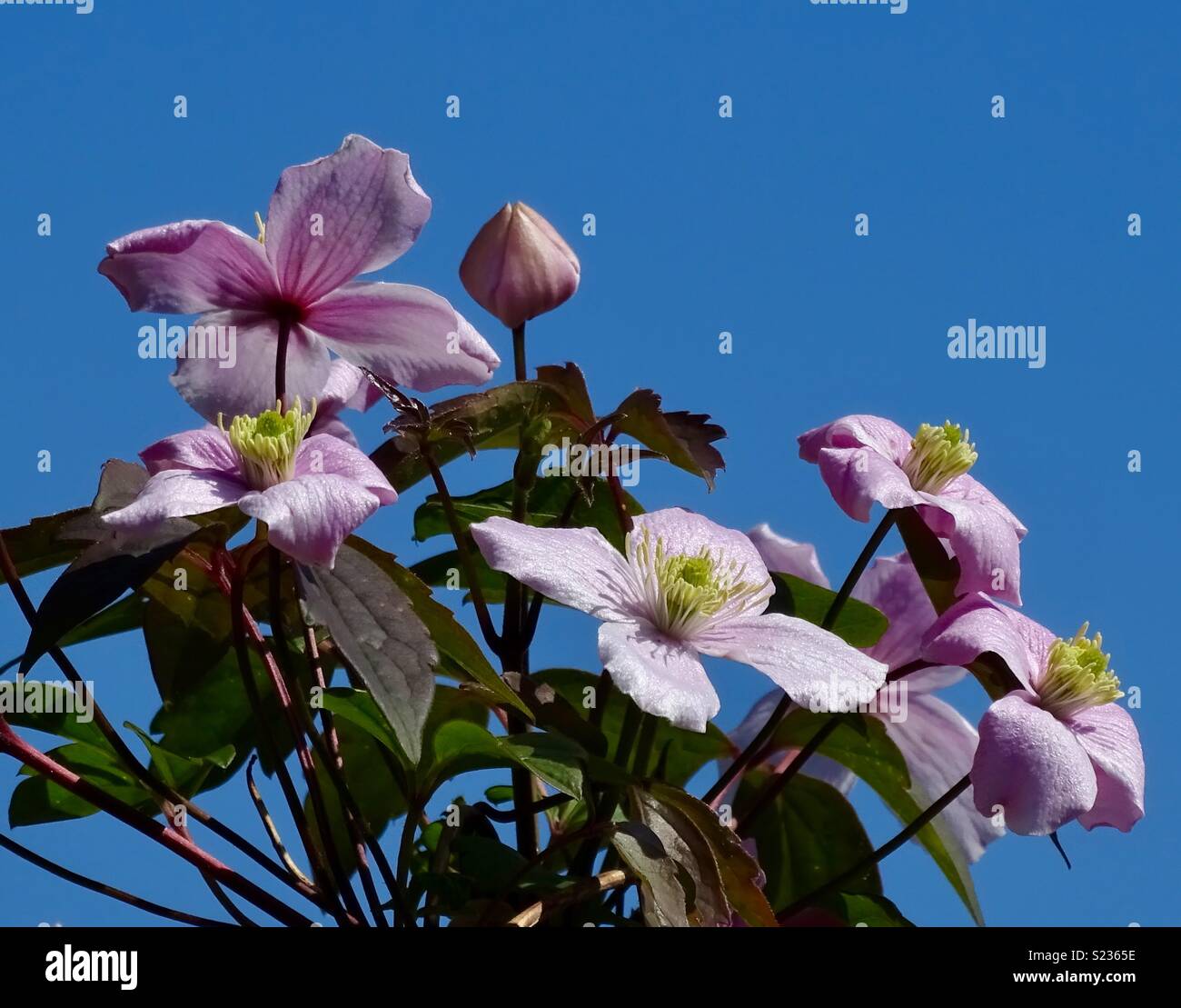 Pink clematis blossom hi-res stock photography and images - Alamy