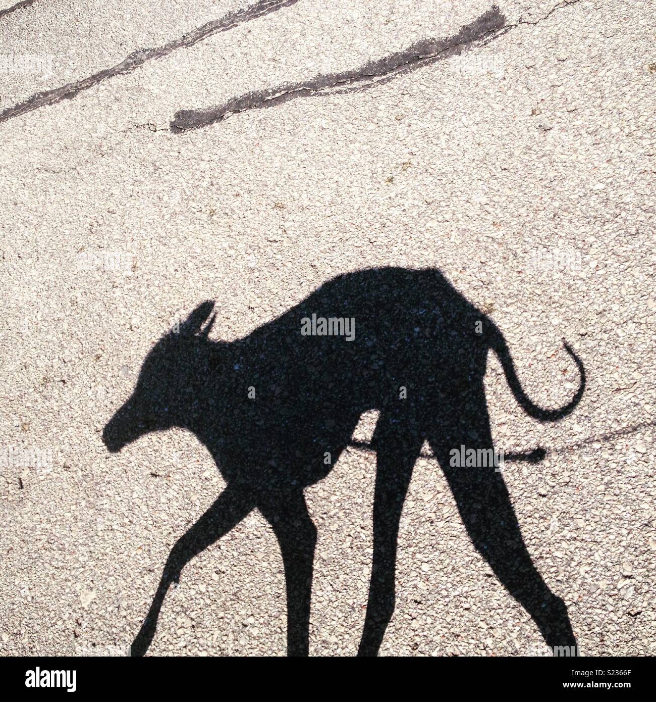 Dog shadow hi-res stock photography and images - Alamy
