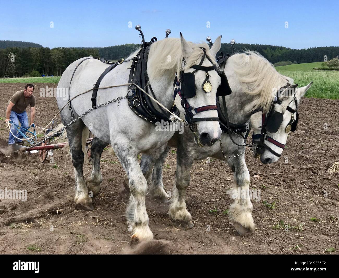 Pair of heavy horses hi-res stock photography and images - Alamy