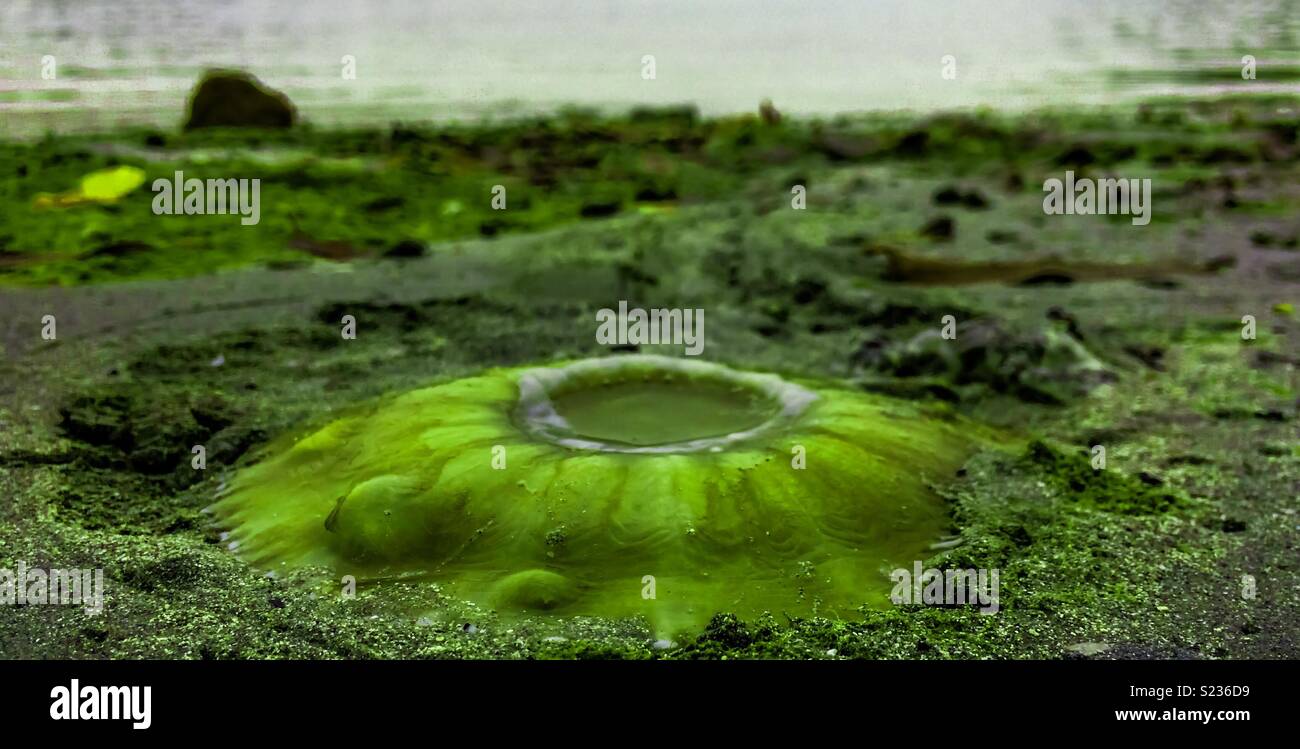 some sort of sea creature on beach Stock Photo - Alamy