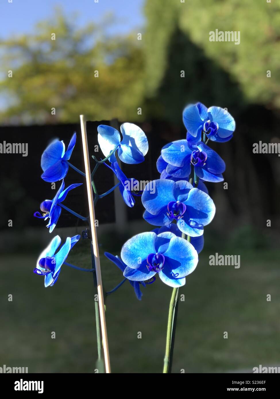 Blue orchid hi-res stock photography and images - Alamy