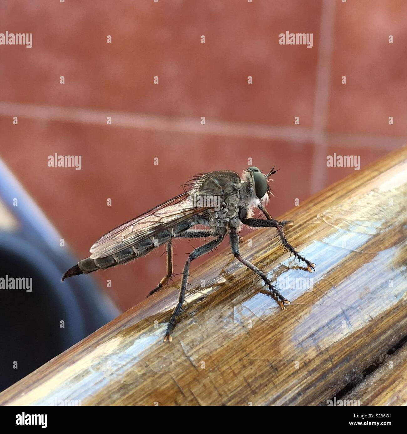 Robber fly side view Stock Photo - Alamy