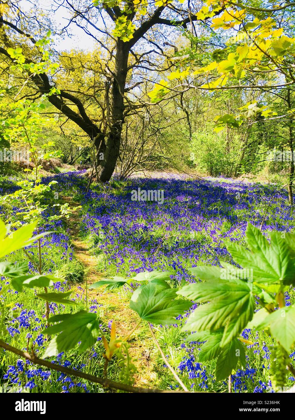 Bluebell fairy glen Stock Photo - Alamy