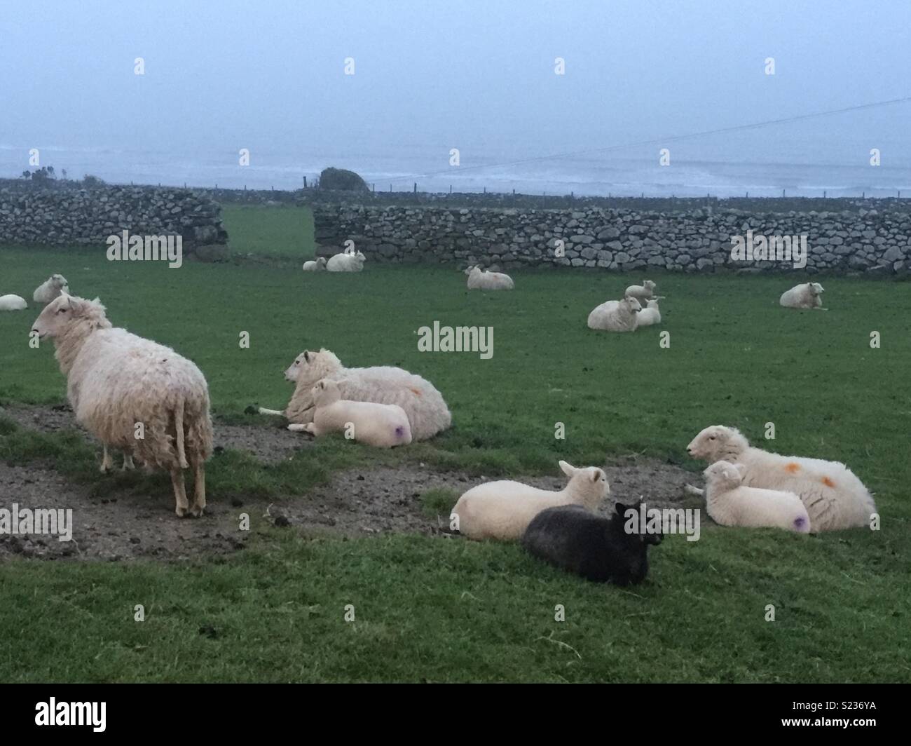 Spot the odd sheep out! Stock Photo - Alamy