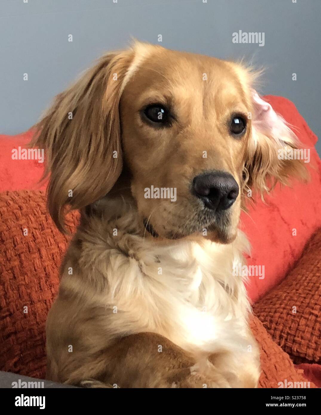Golden Cocker Retriever Full Grown