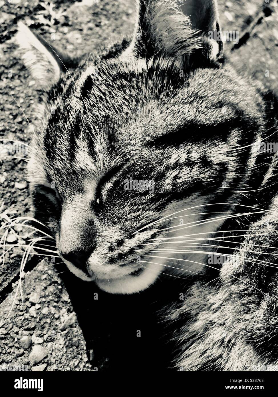 White cat photography hi-res stock photography and images - Alamy