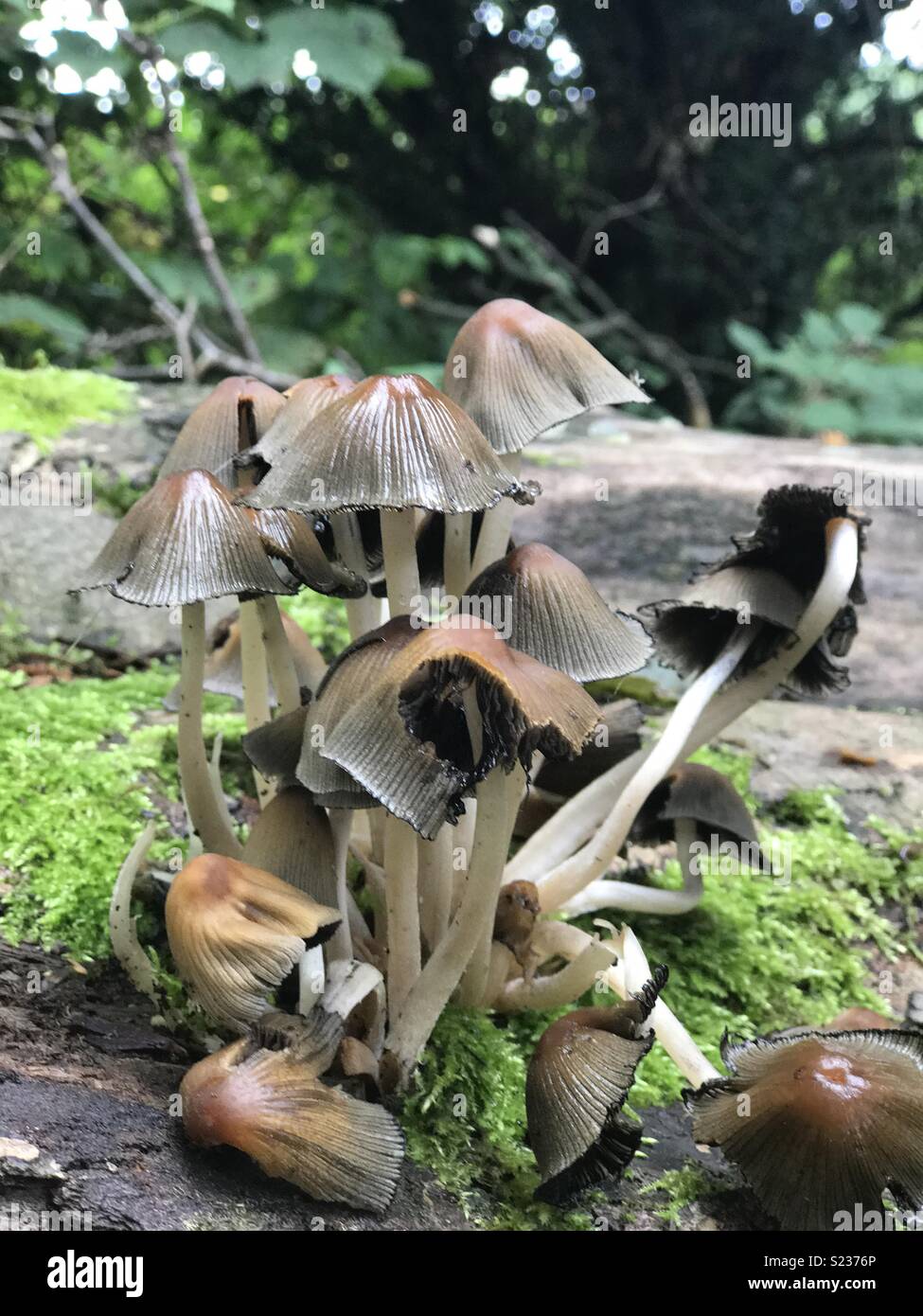 Green toadstool hi-res stock photography and images - Alamy