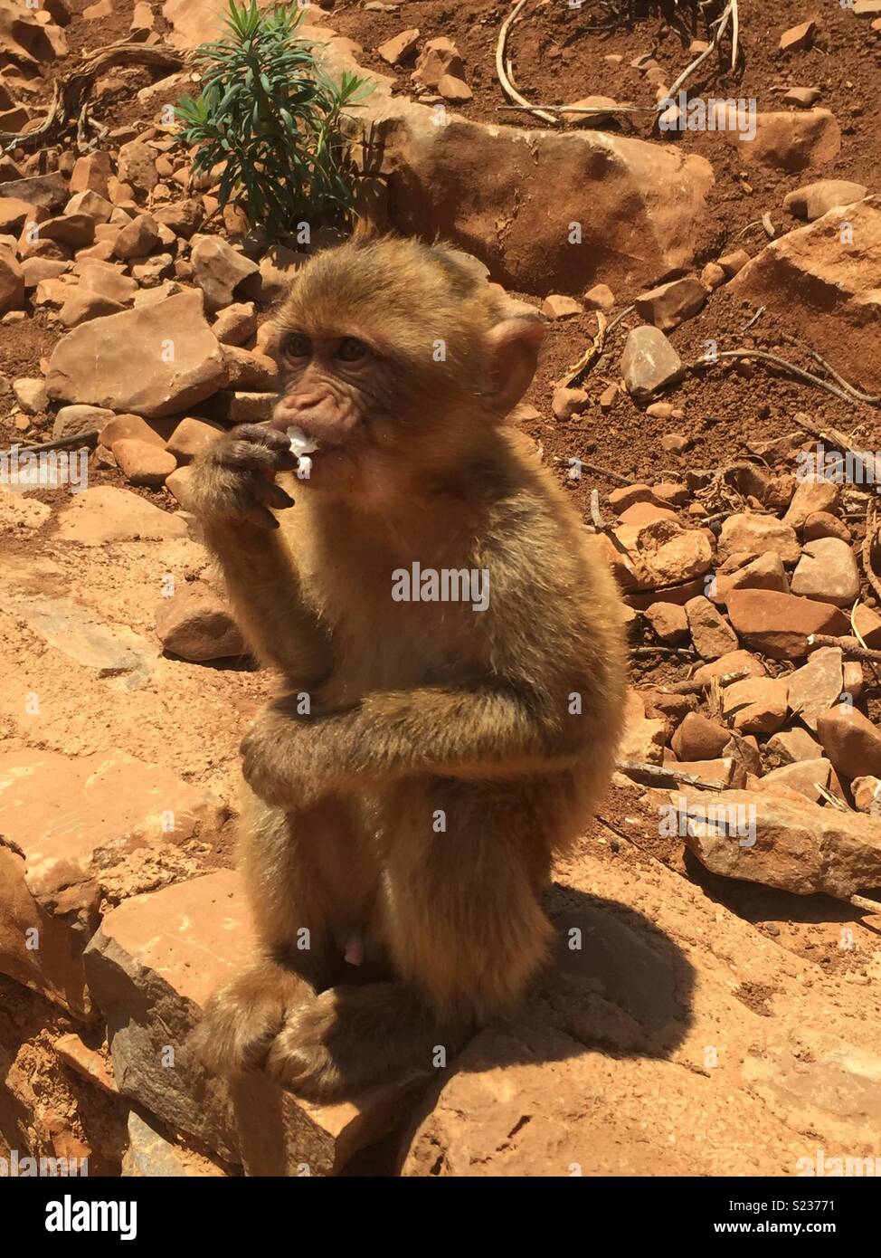 Tan monkey hi-res stock photography and images - Alamy