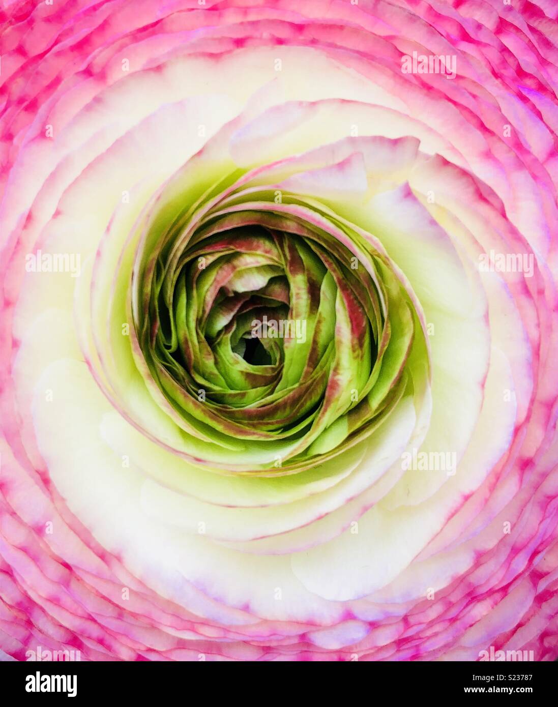 Spiral of flowers hi-res stock photography and images - Alamy