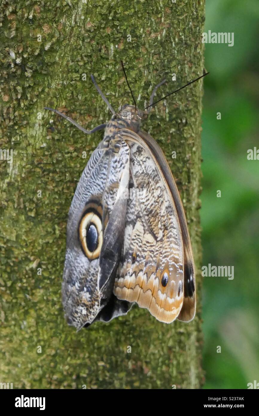 Butterfly on tree hi-res stock photography and images - Alamy
