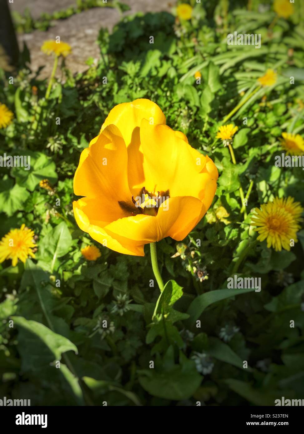 Mellow yellow hi-res stock photography and images - Alamy