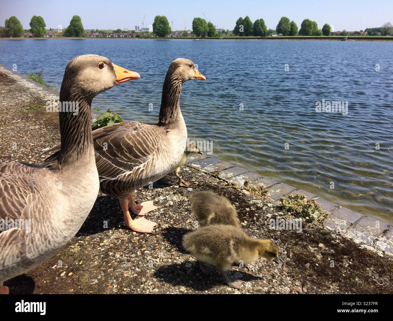 Protect ducks hi-res stock photography and images - Alamy