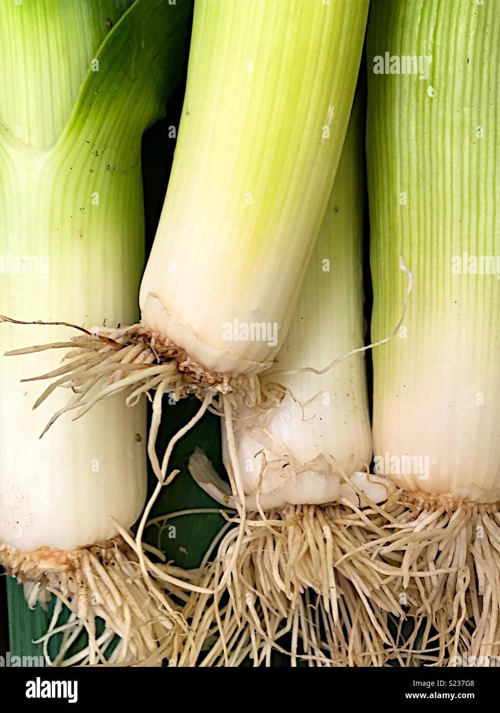 Leeks with roots hi-res stock photography and images - Alamy