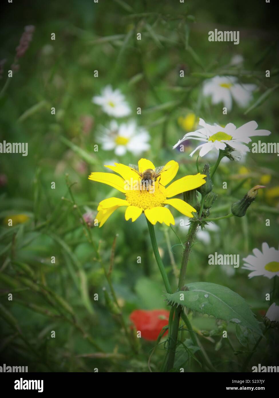 Scottish meadow in early summer Stock Photo - Alamy