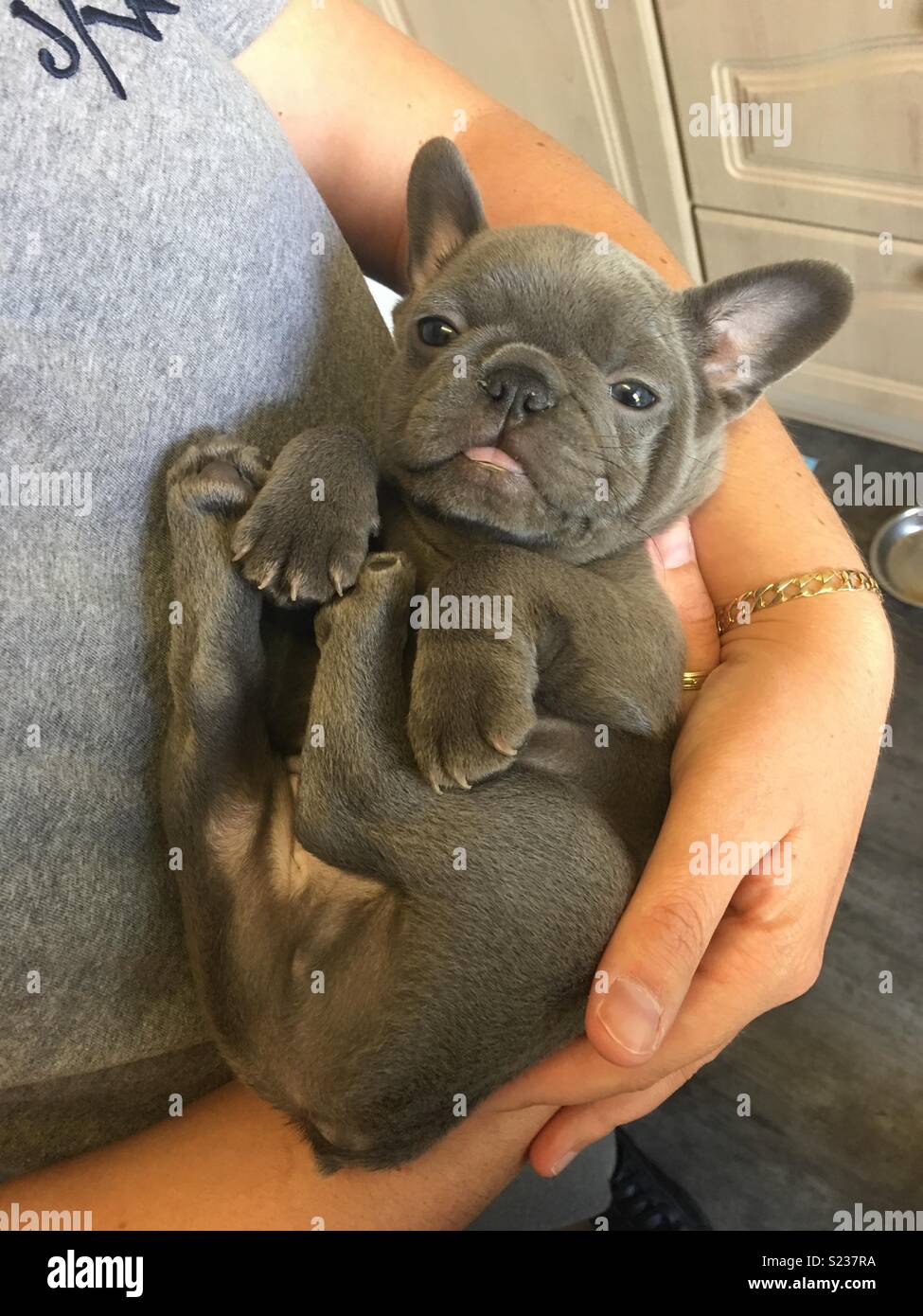 Frenchie hi-res stock photography and images - Alamy