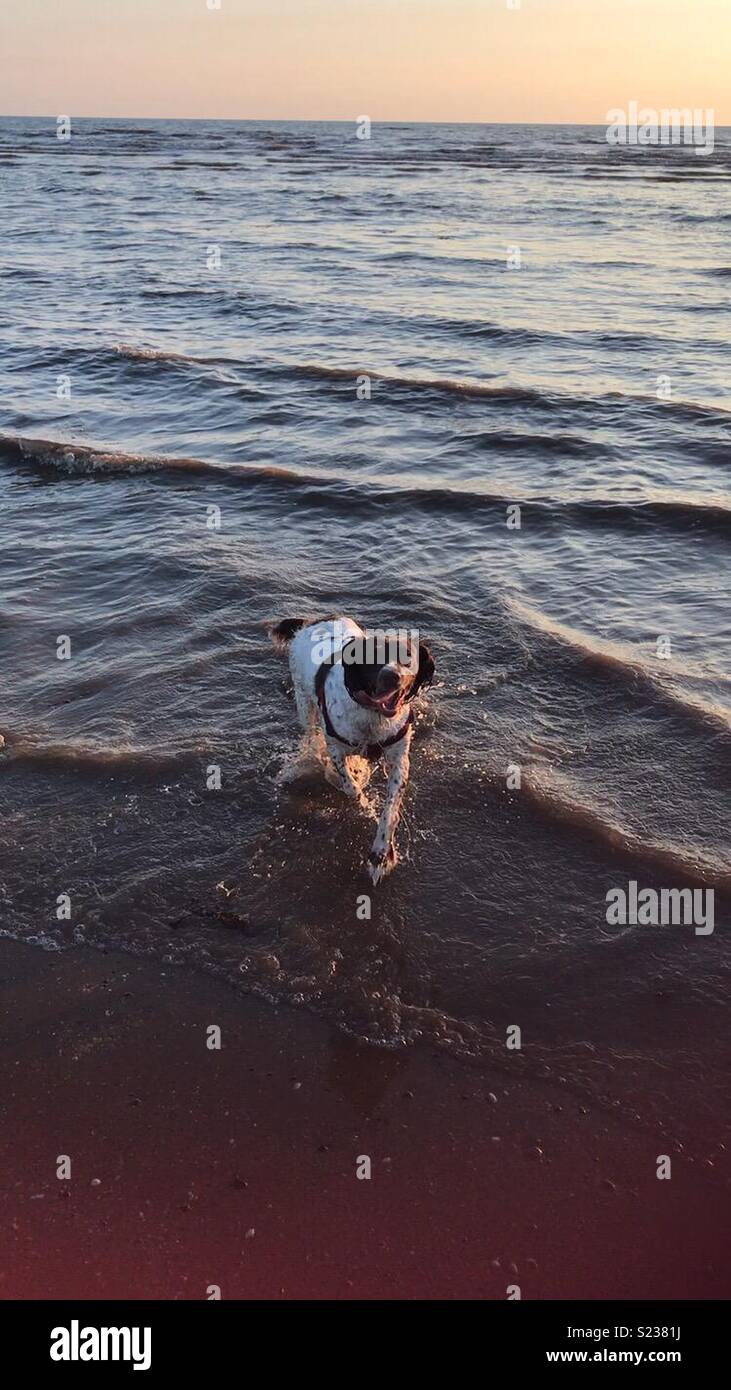 Doggy paddling hi-res stock photography and images - Alamy