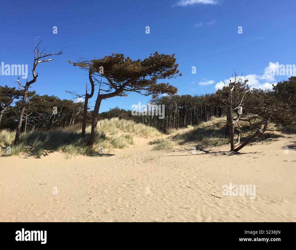 Sand dunes image with windswept trees and pine forest Stock Photo - Alamy