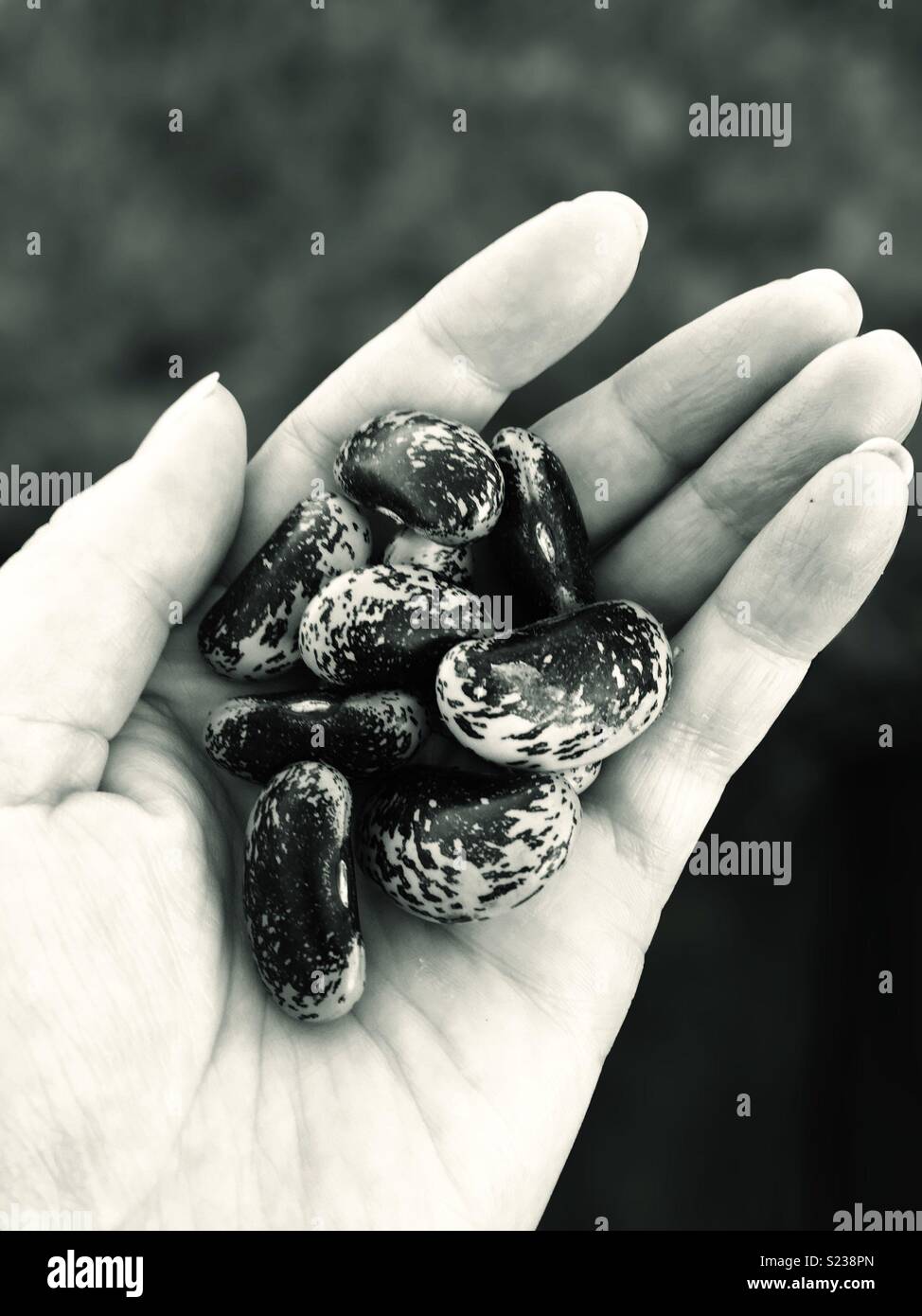 Magic Beans Stock Photos & Magic Beans Stock Images - Alamy