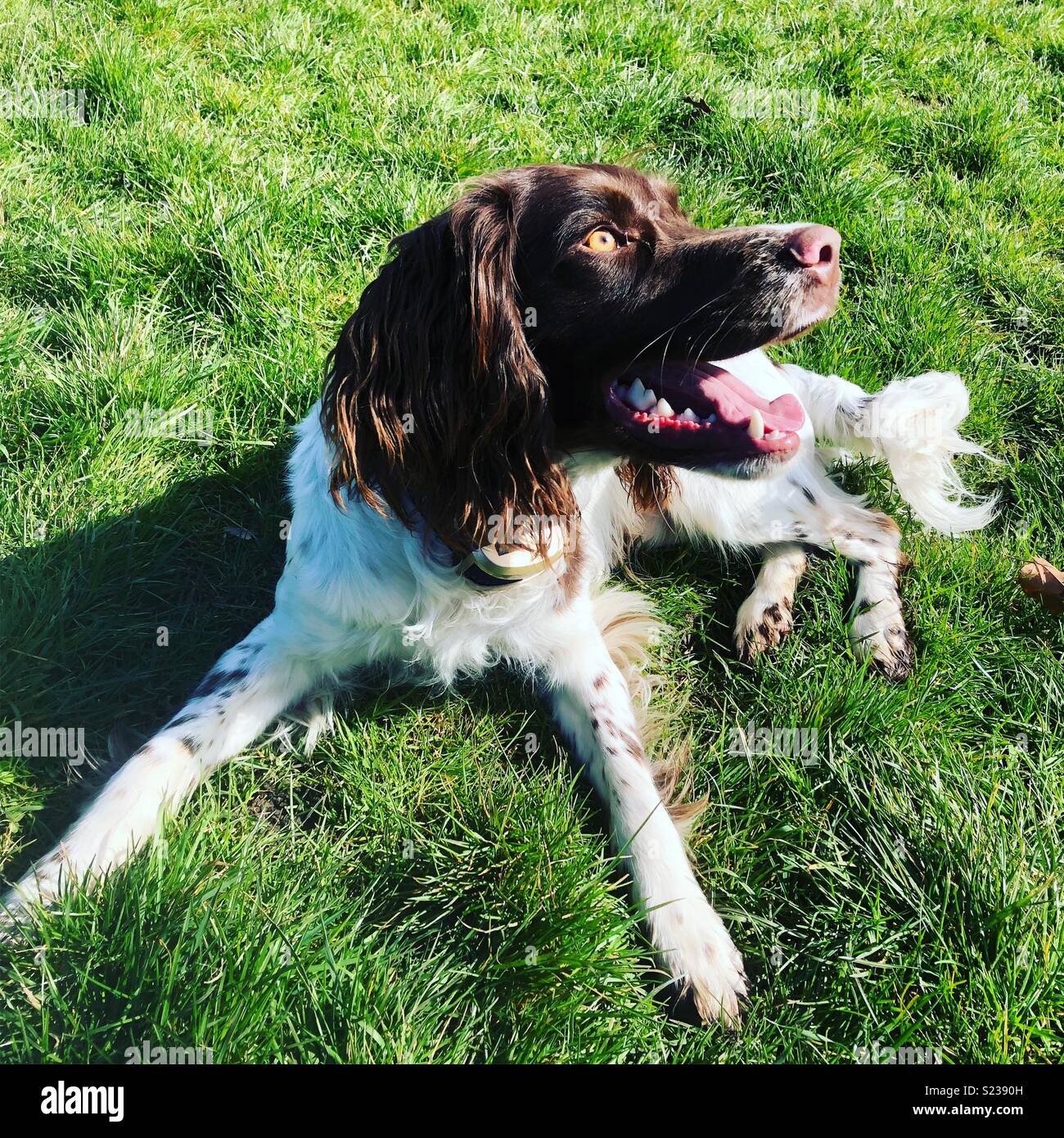 Happy springer spaniel hi-res stock photography and images - Alamy