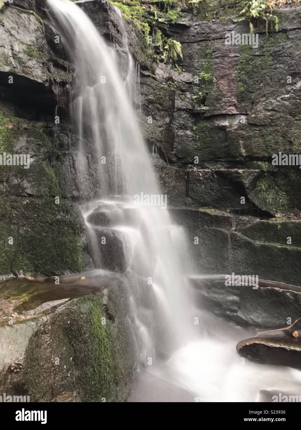 Cliff ferns hi-res stock photography and images - Alamy