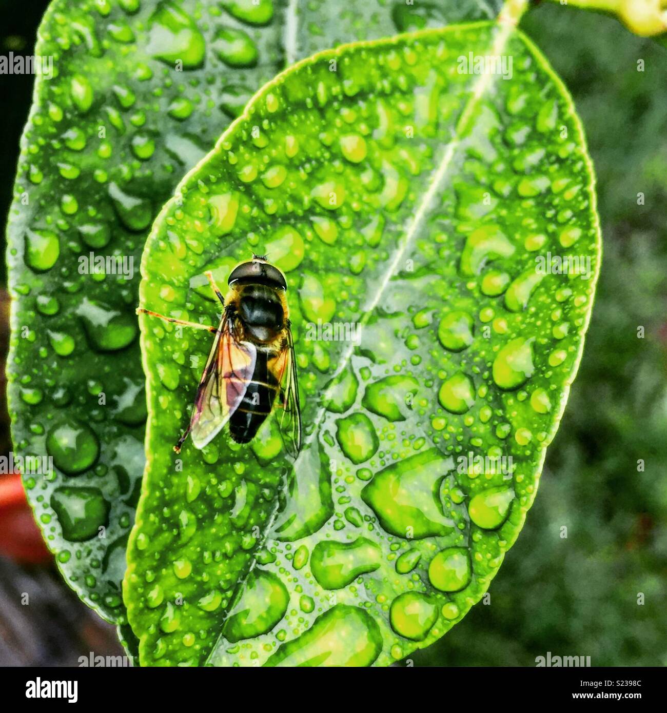 Nature zoom hi-res stock photography and images - Alamy