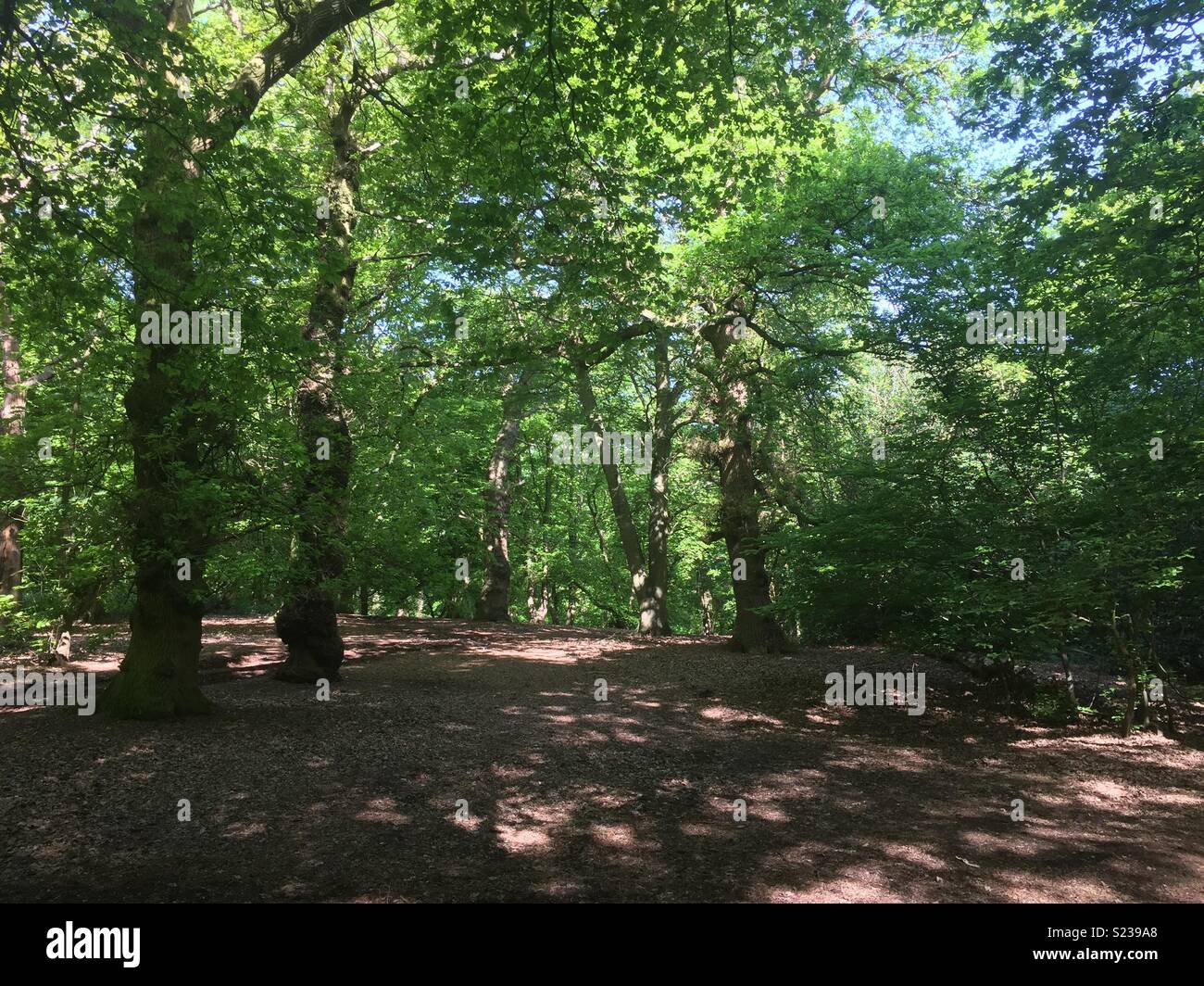 Summer woods hi-res stock photography and images - Alamy