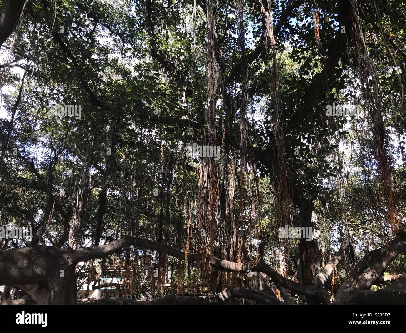 Banyon tree hi-res stock photography and images - Alamy