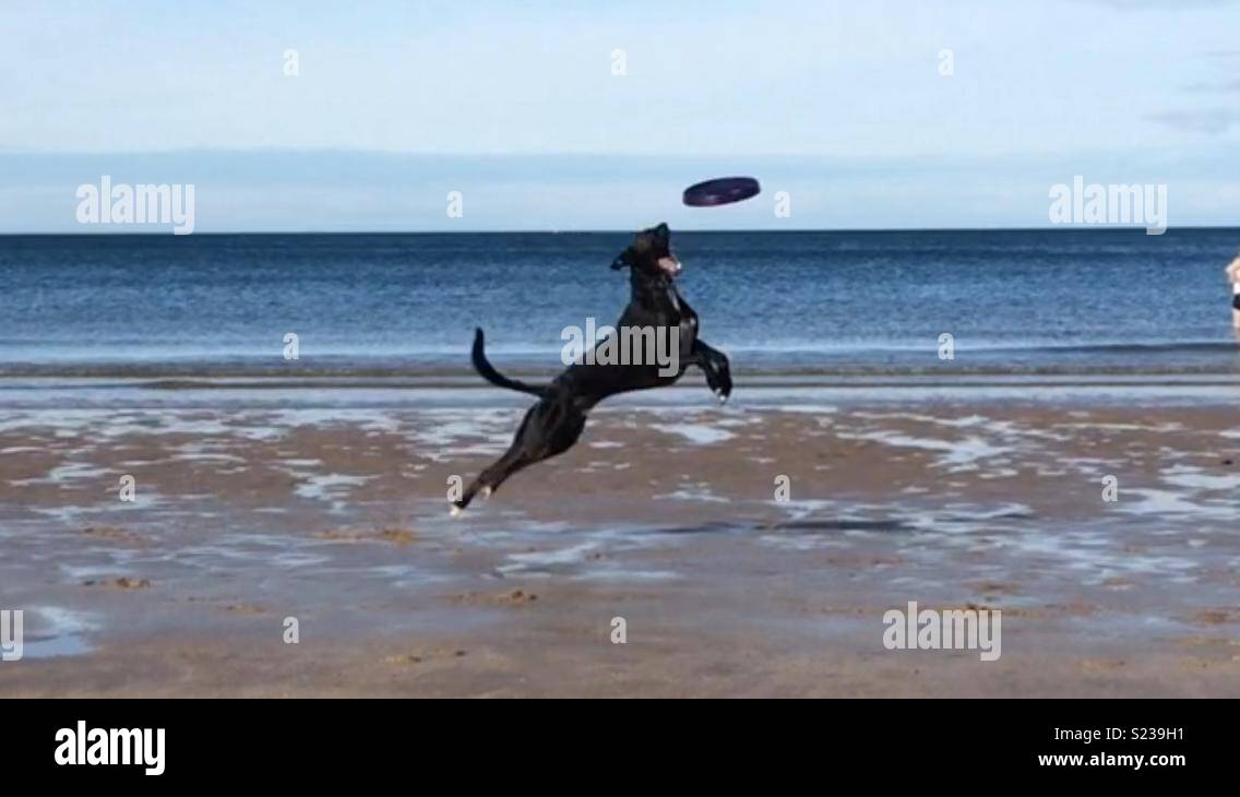 One small leap for buster Stock Photo - Alamy