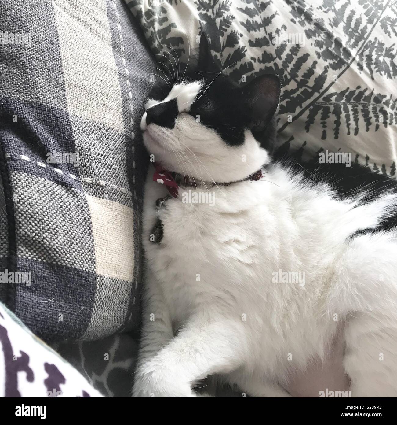 Sunday nap hi-res stock photography and images - Alamy