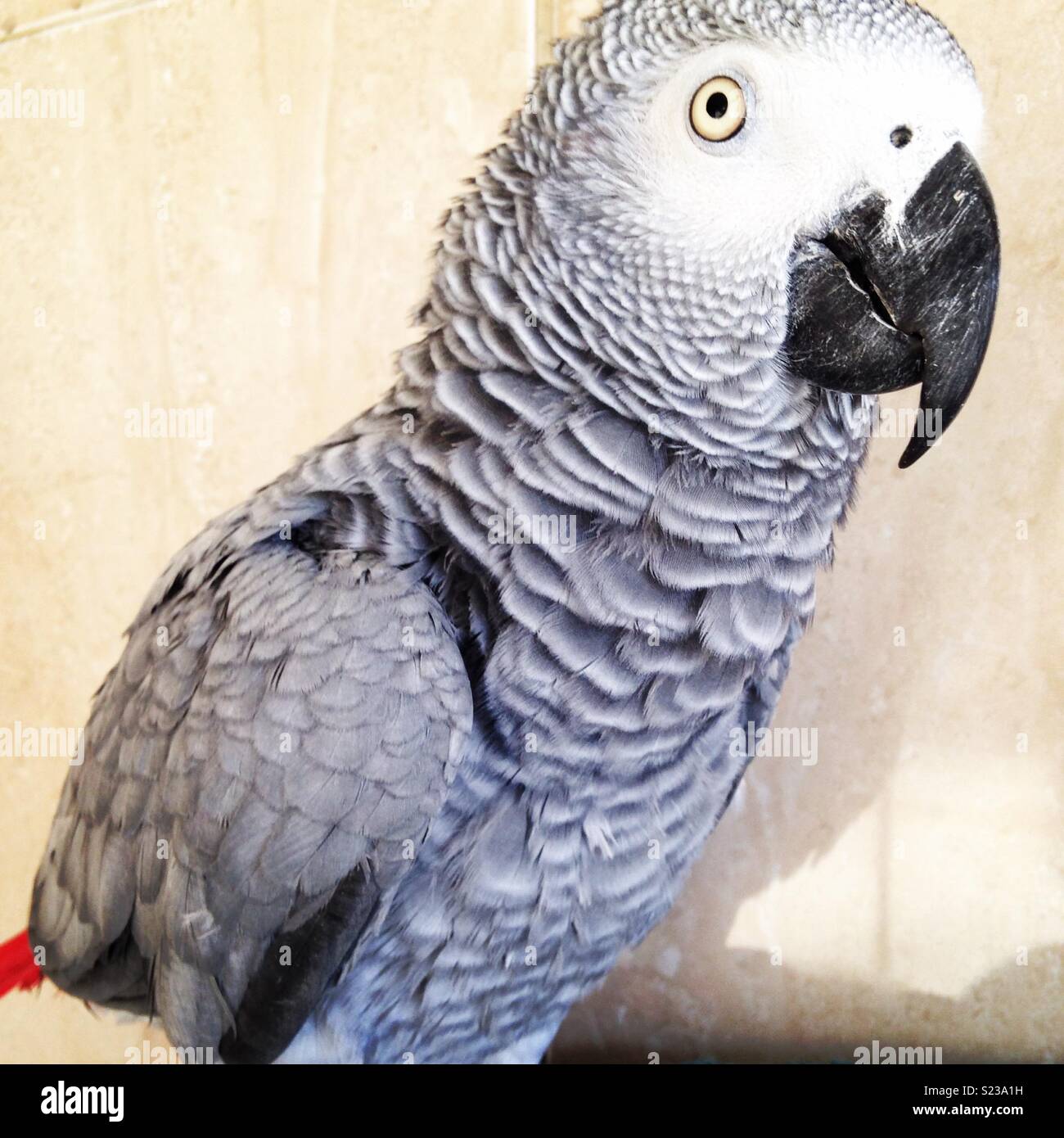 Grey tail feathers hi-res stock photography and images - Alamy