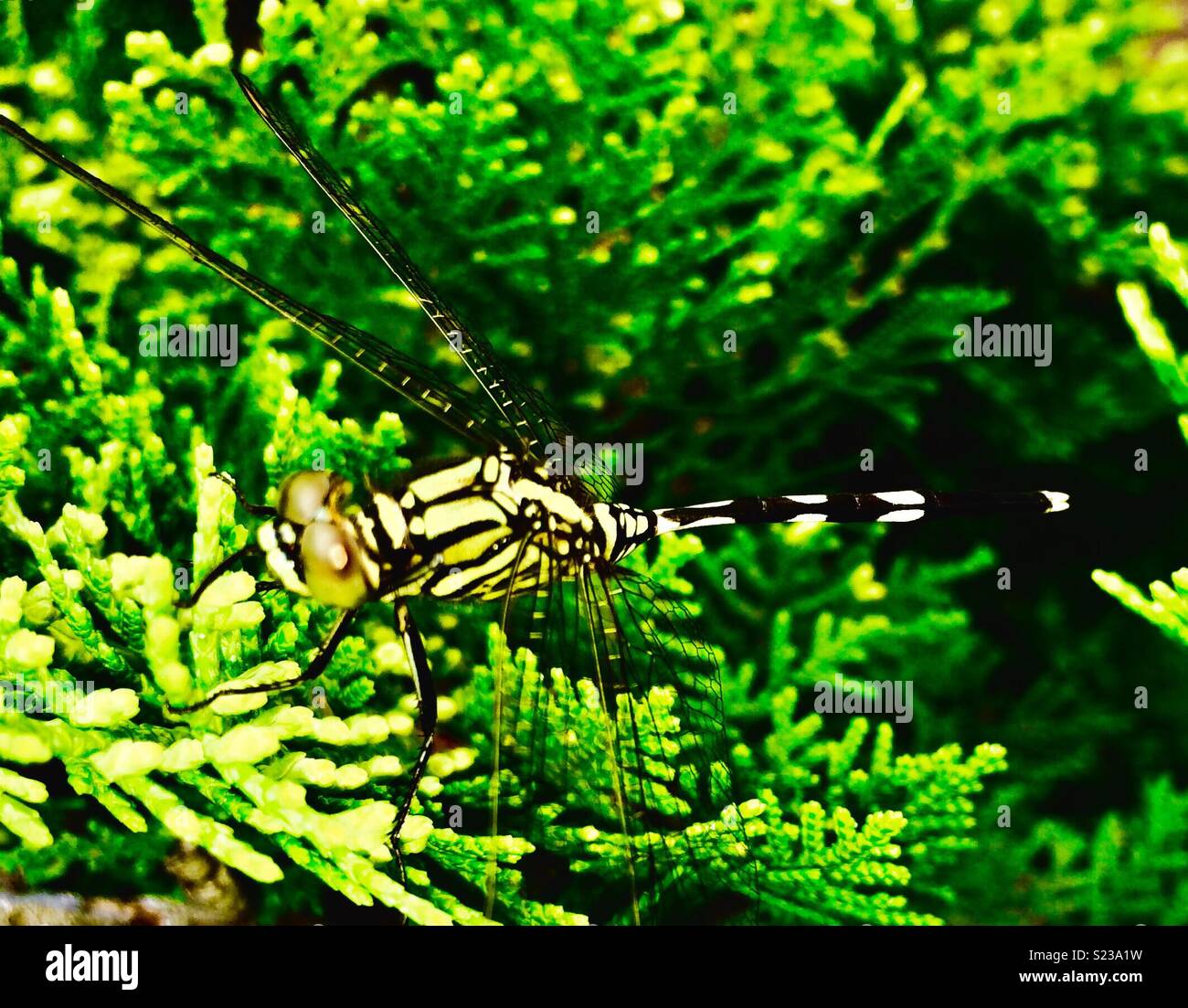 Malaysian dragonfly hi-res stock photography and images - Alamy