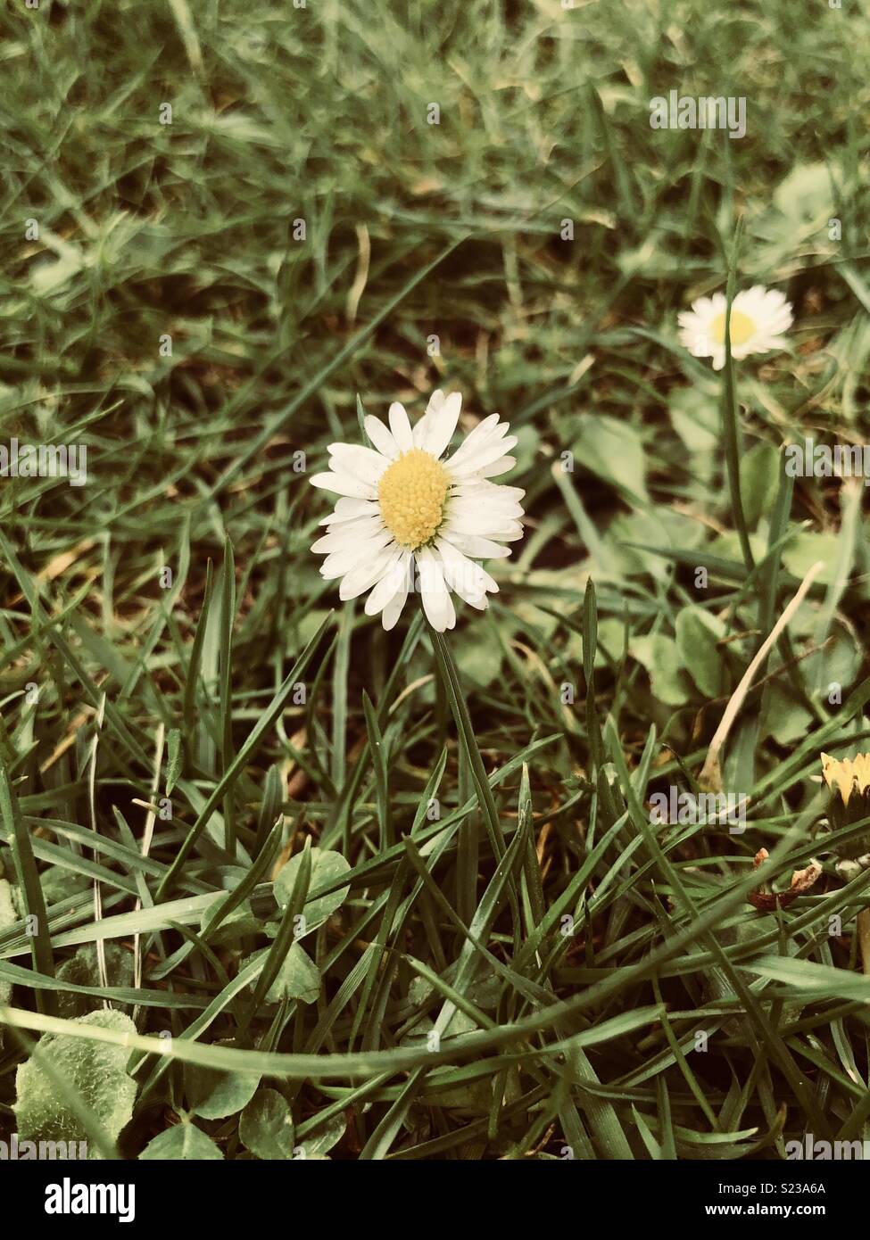 Daisy in the grass Stock Photo - Alamy