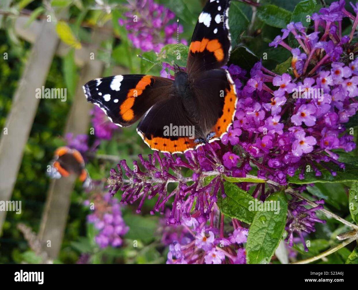 Most beautiful butterflies hi-res stock photography and images - Alamy