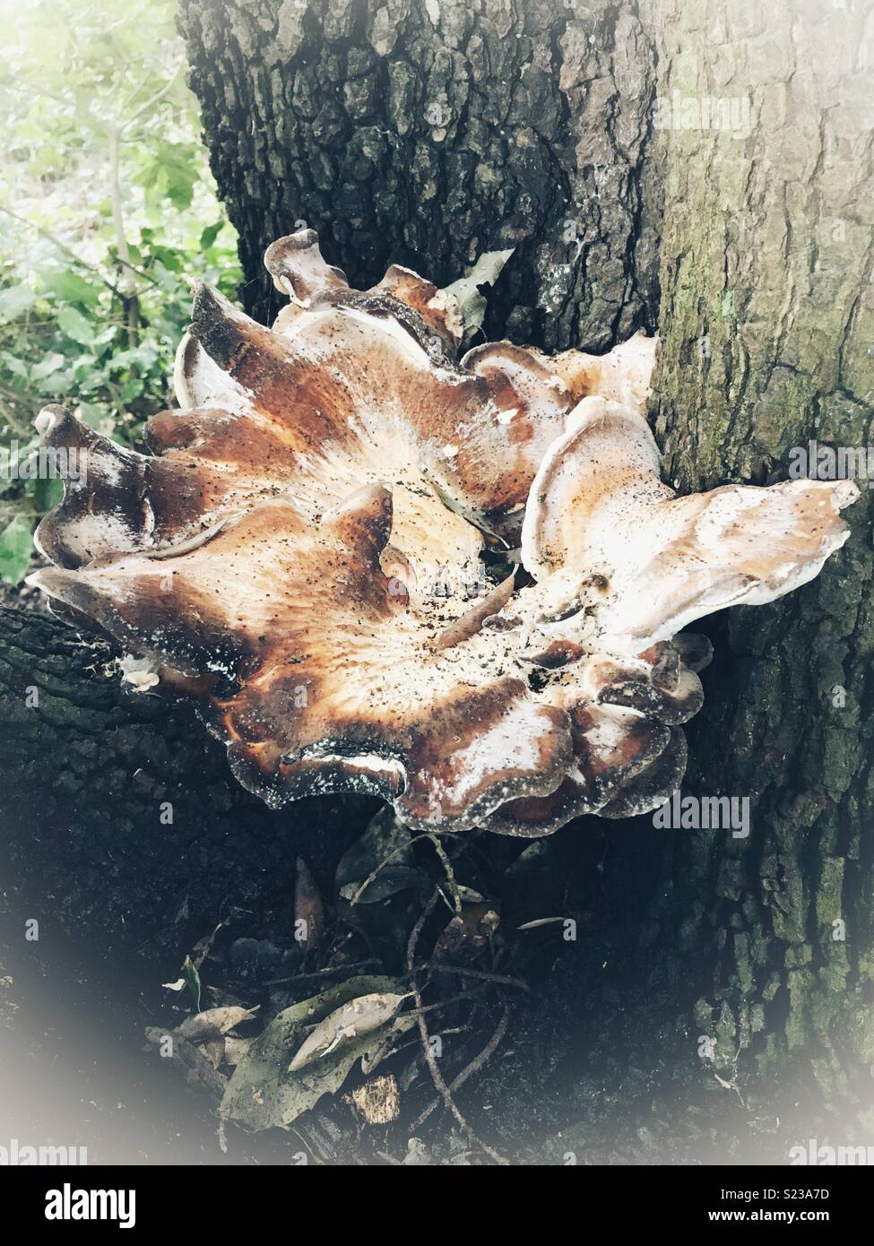 Flowering fungi hi-res stock photography and images - Alamy