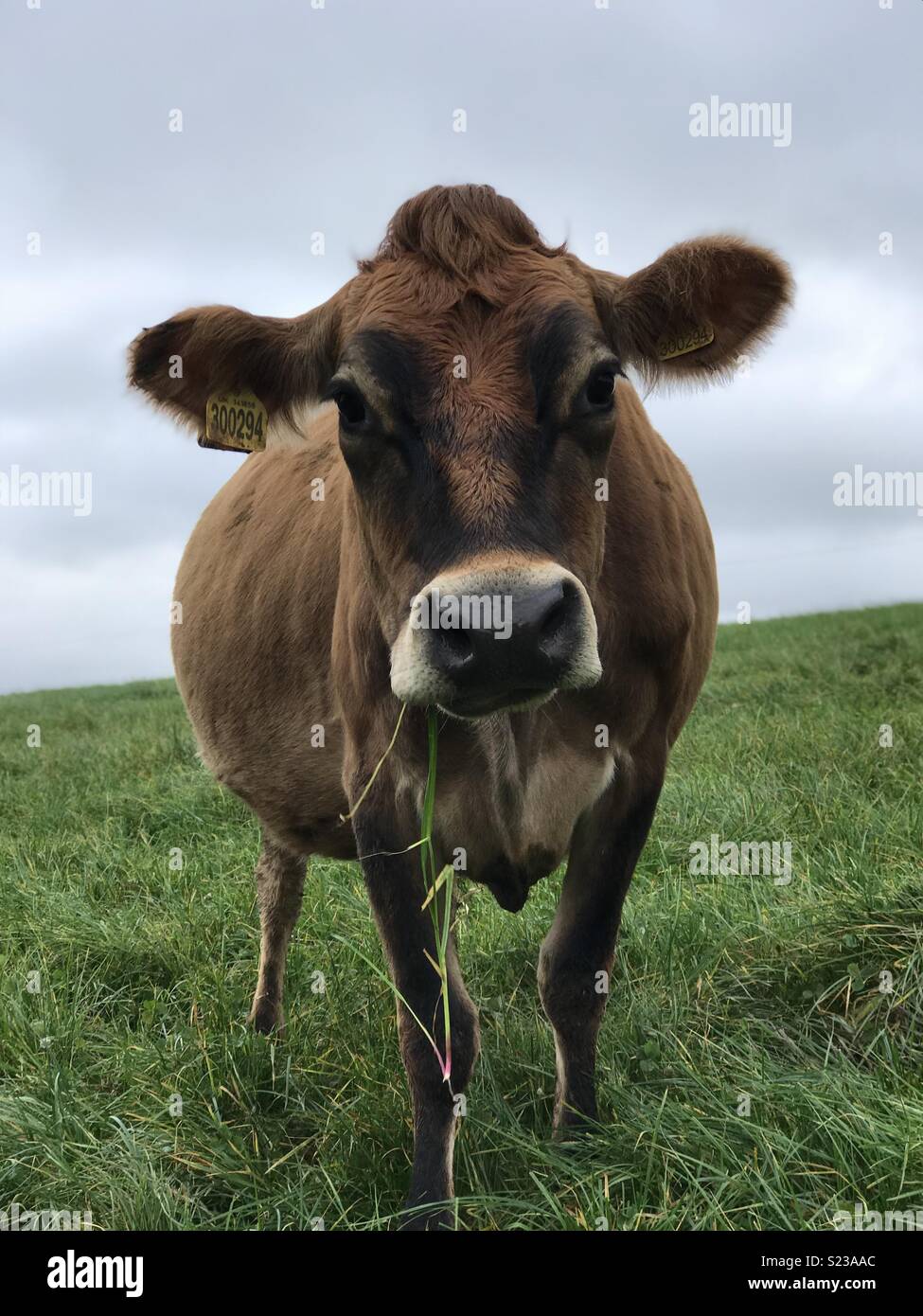 Jersey Cow Uk Stock Photos & Jersey Cow Uk Stock Images - Alamy