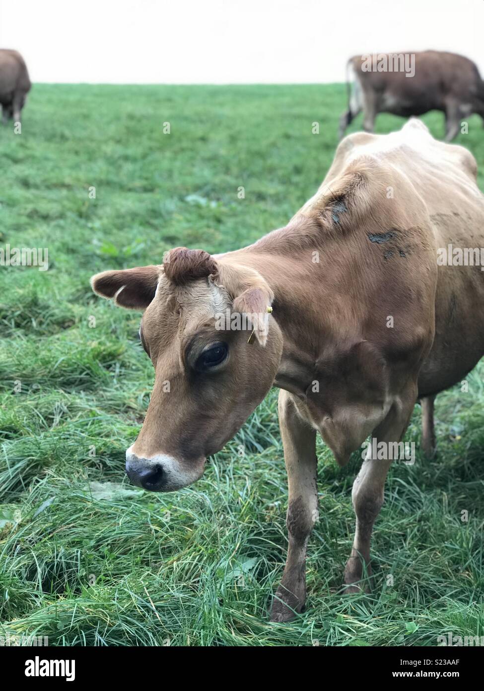 Jersey Cow Grazing Stock Photos & Jersey Cow Grazing Stock Images - Alamy