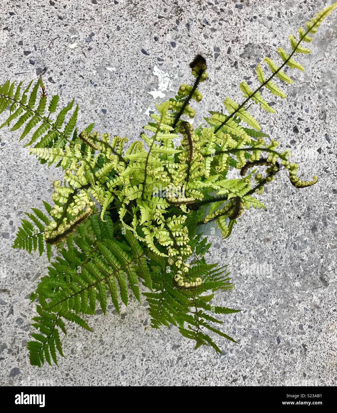 Alpine wood fern Stock Photo - Alamy