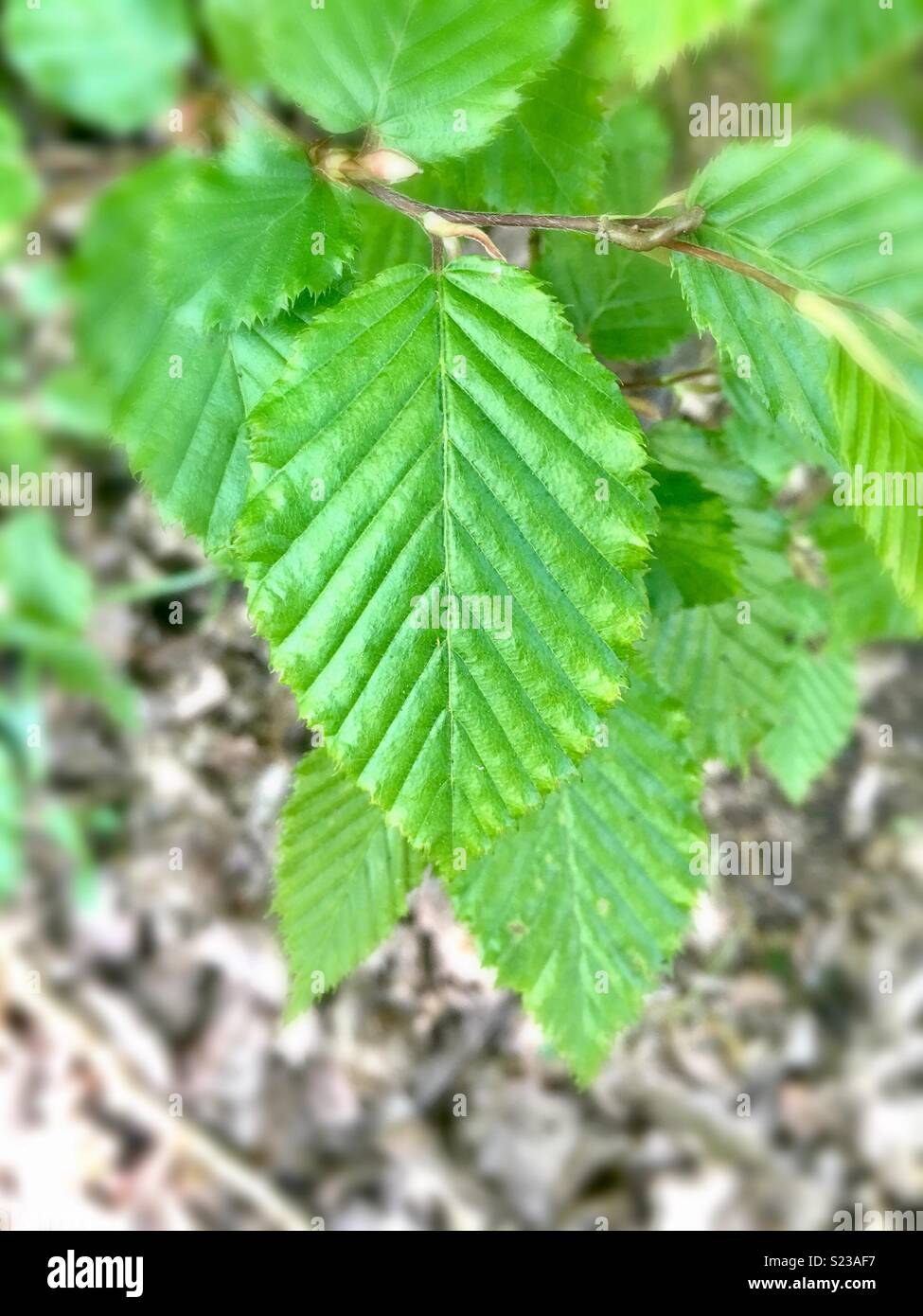 Leafy leaf hi-res stock photography and images - Alamy