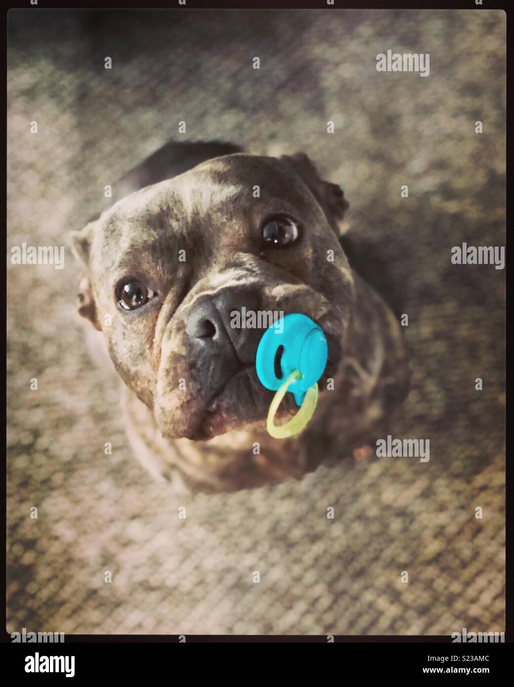 My dog, Blue Stock Photo - Alamy