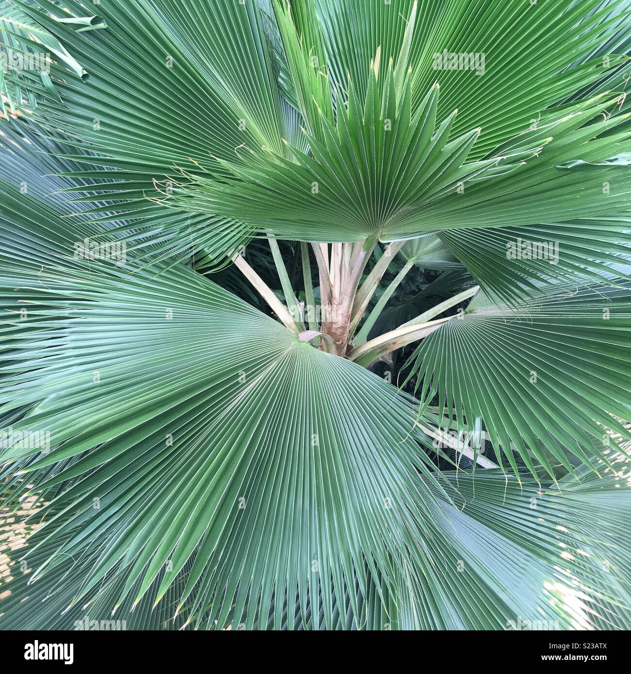 An explosion of leaves Stock Photo - Alamy