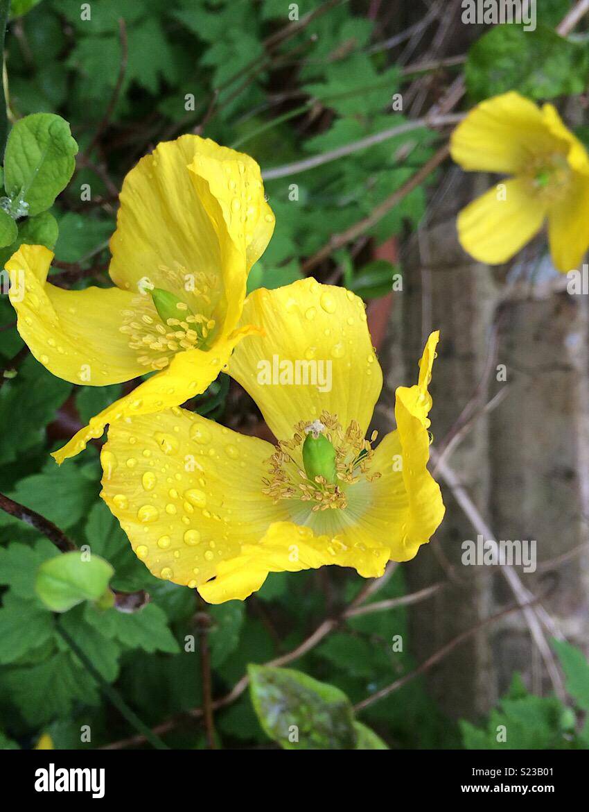 Icelandic poppy hi-res stock photography and images - Alamy