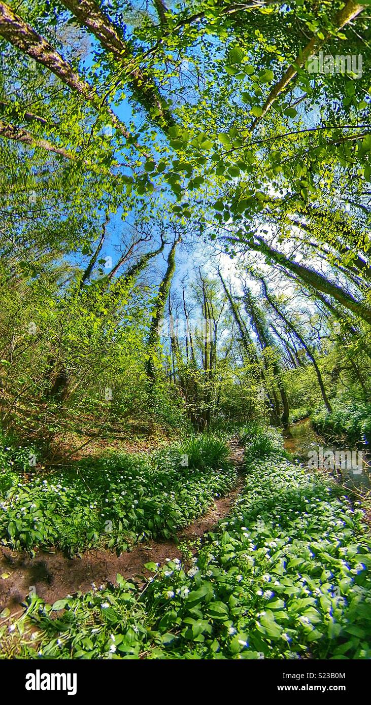 Wild garlic in a forest hi-res stock photography and images - Alamy