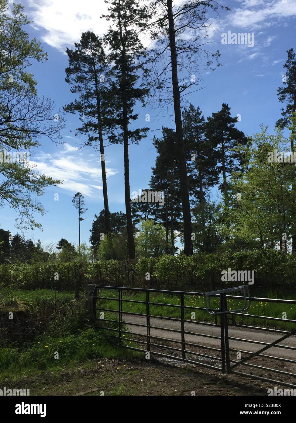 Trees skyline hi-res stock photography and images - Alamy