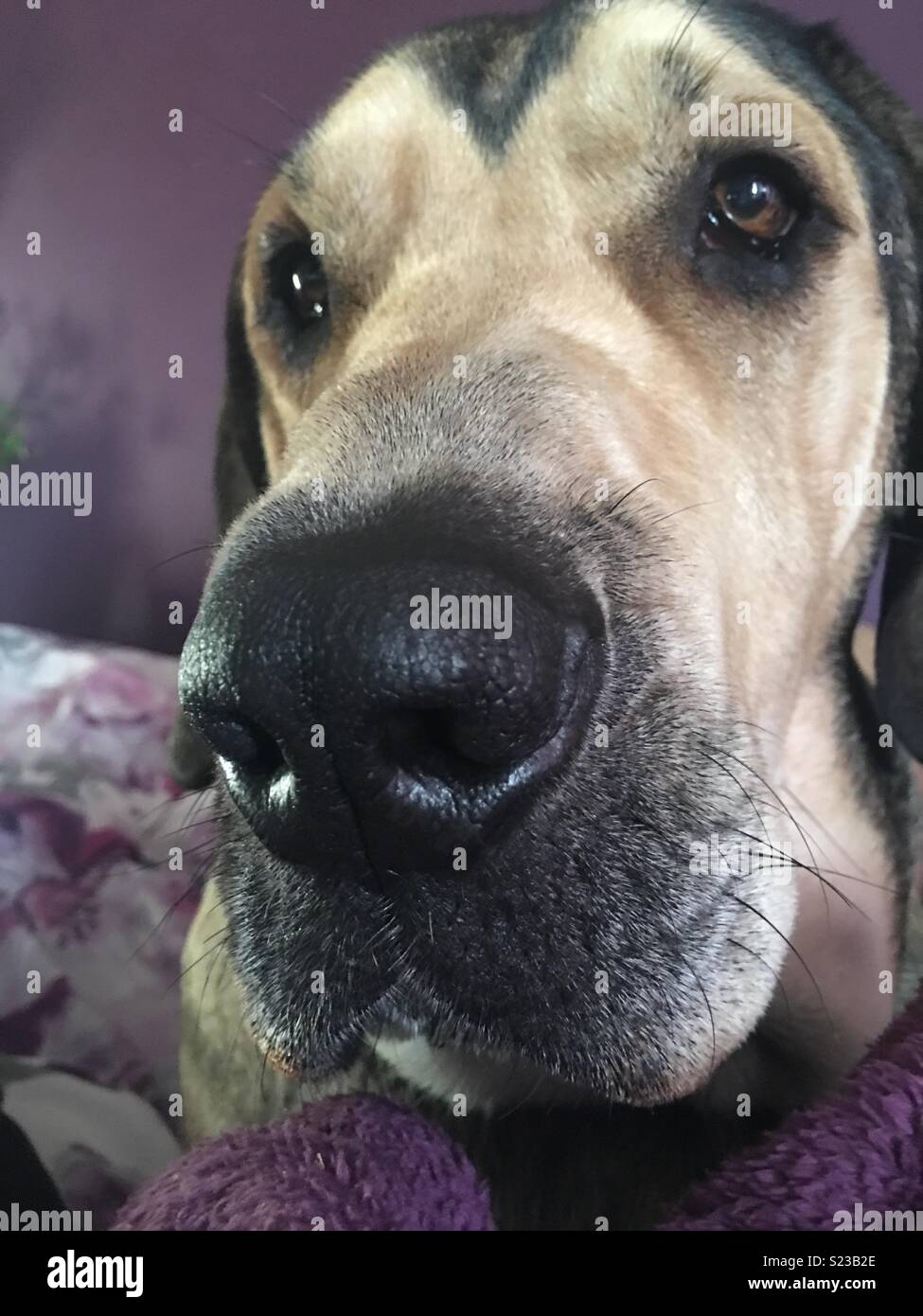 Nose boop hi-res stock photography and images - Alamy