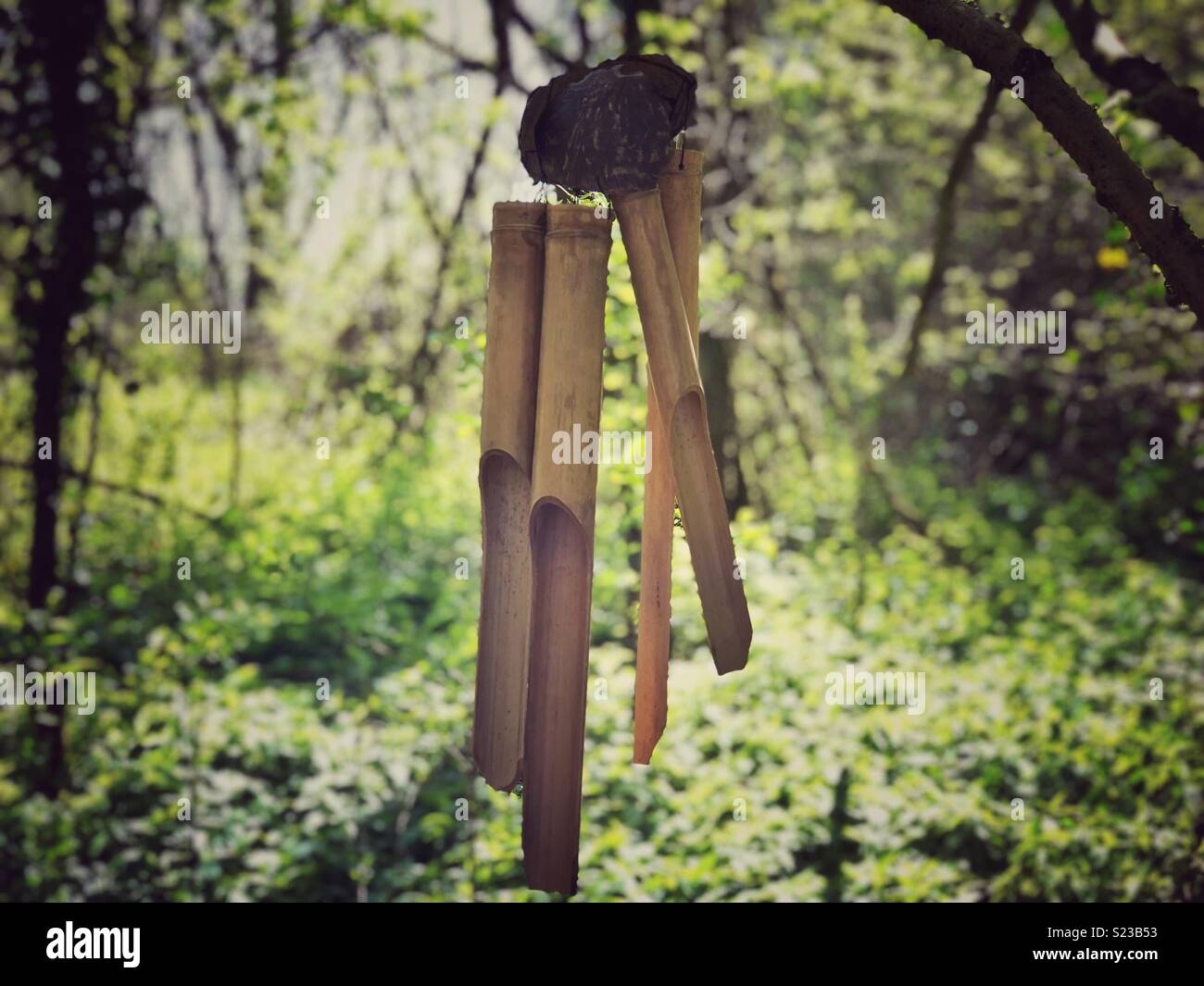 Forest nature sounds hi-res stock photography and images - Alamy