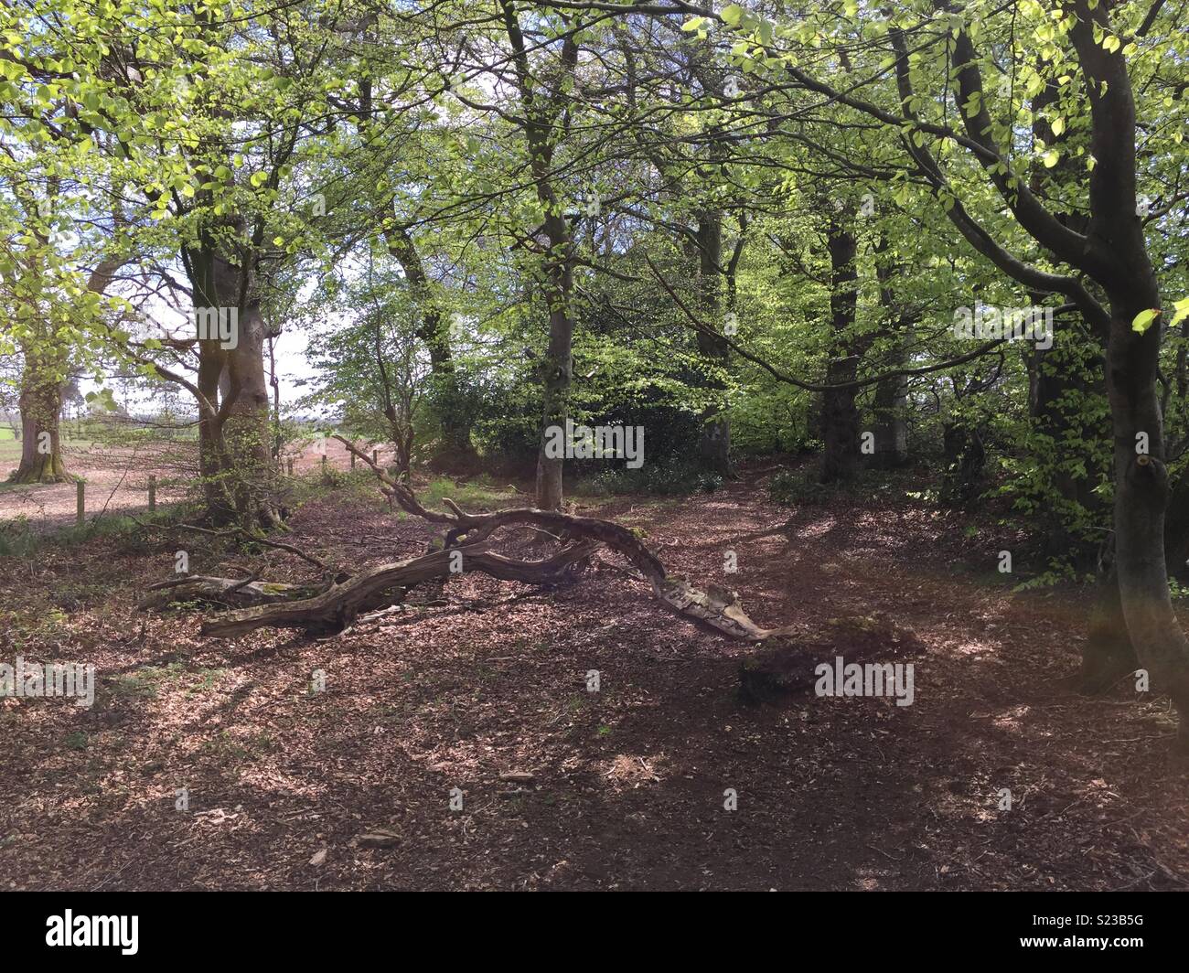 Old fallen tree hi-res stock photography and images - Alamy