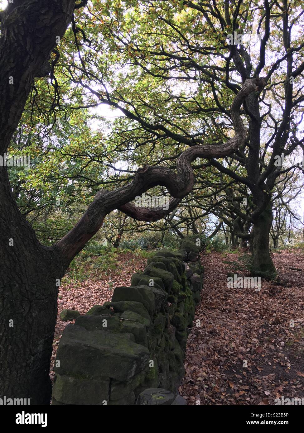 Woodland, Cheshire, UK Stock Photo - Alamy