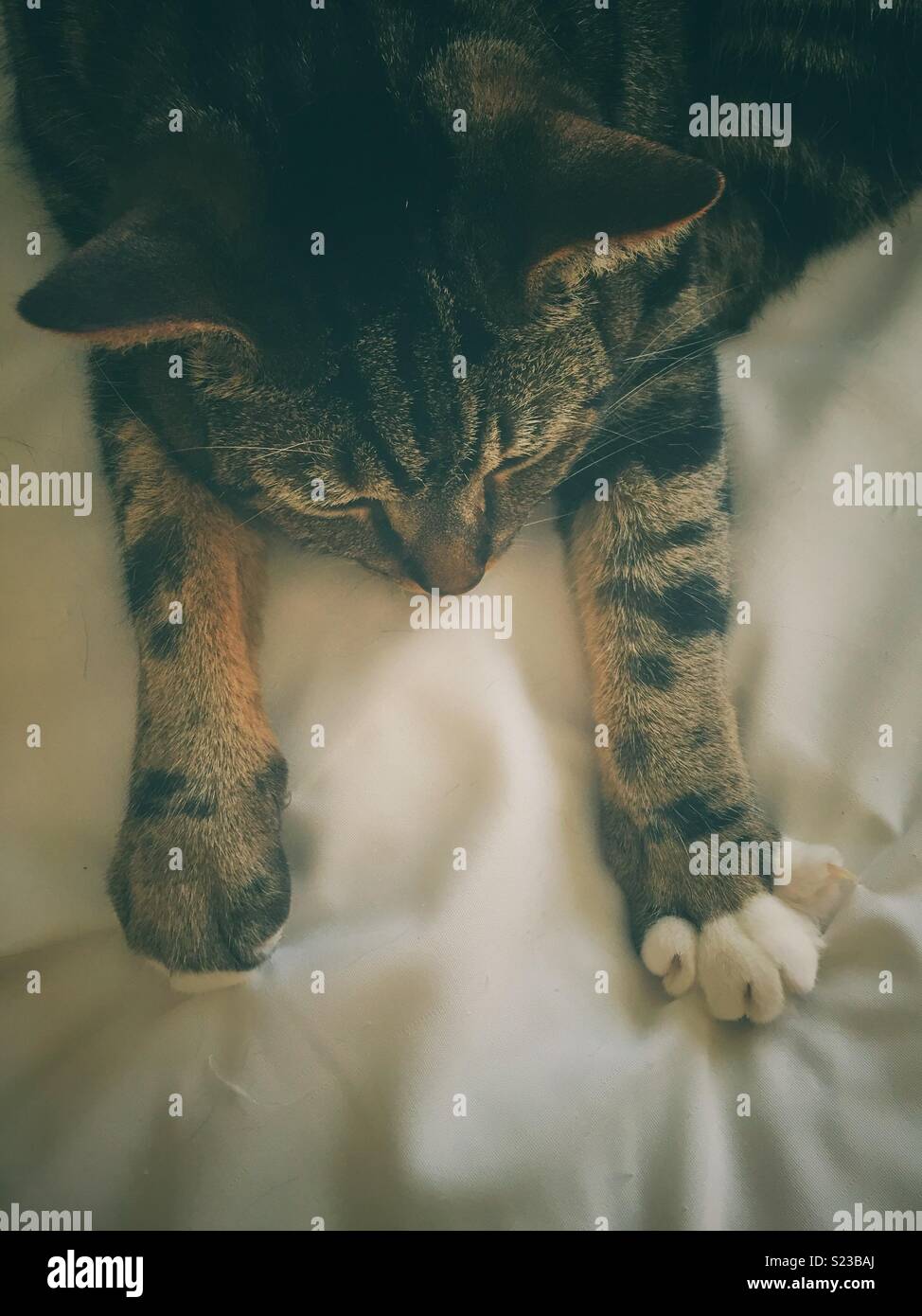 Resting tabby cat with legs extended Stock Photo - Alamy